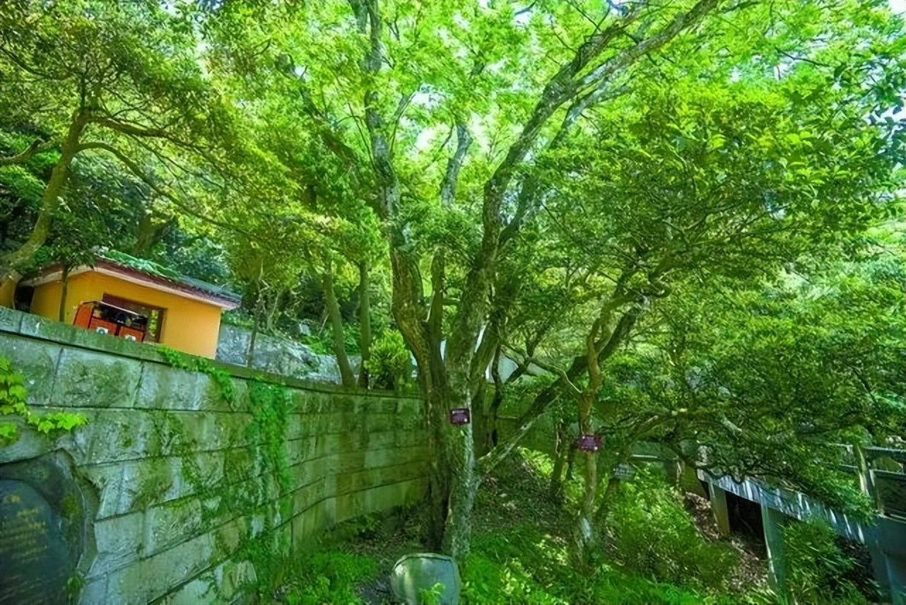 When it was the most scarce, there was only one tree left in the world ...