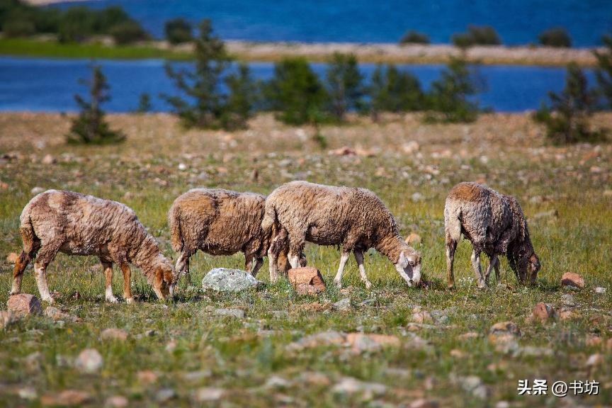 Suwu on the shore of Lake Baikal: Live, don't surrender - iNEWS