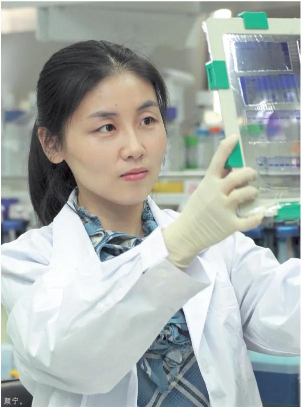 Will Professor Yan Ning's return from the United States trigger a wave ...