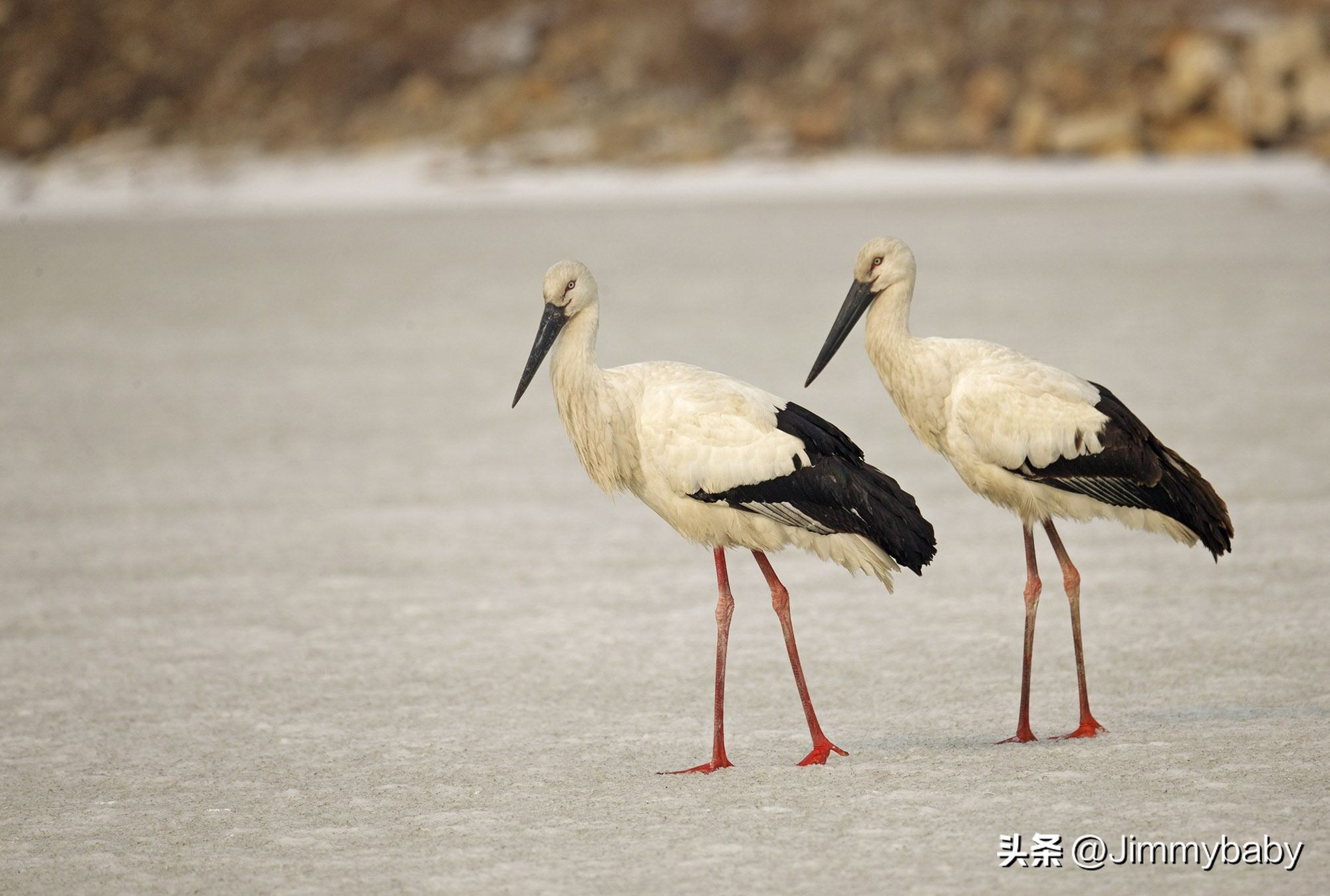 The legend of the world's national bird: Lithuania's white stork - iNEWS