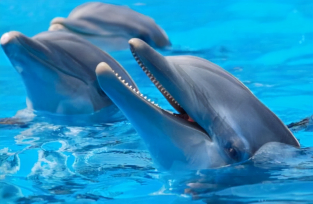 Foreign media: Israel uses killer dolphin agents to hunt down Hamas ...