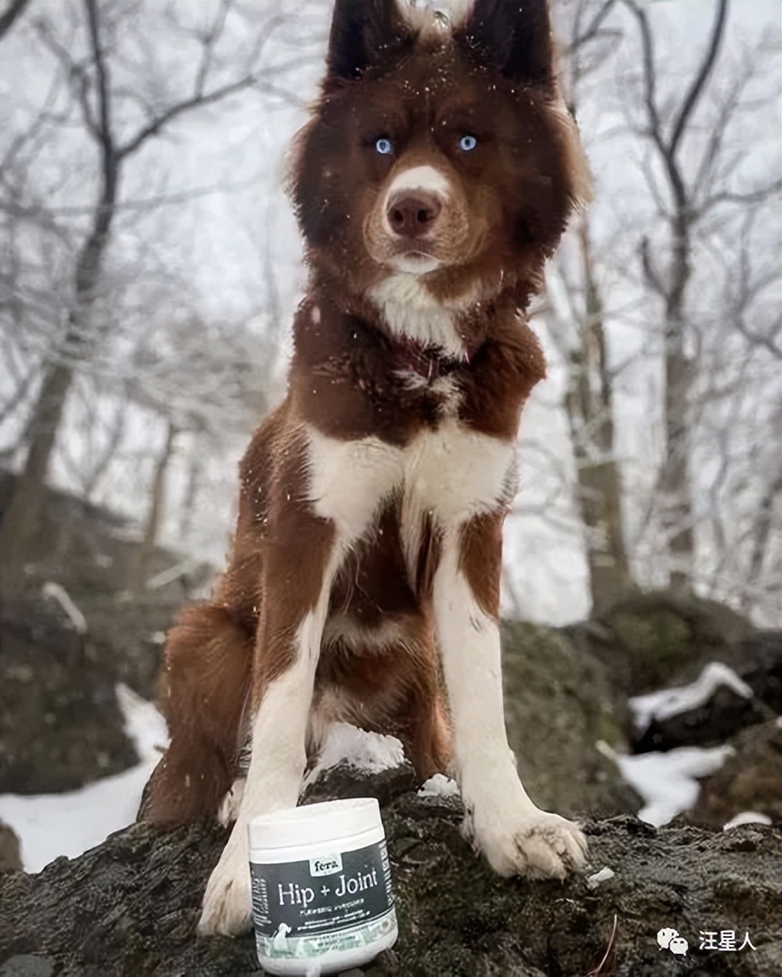 Netizens post chocolate-flavored huskies, this is too special - iNEWS