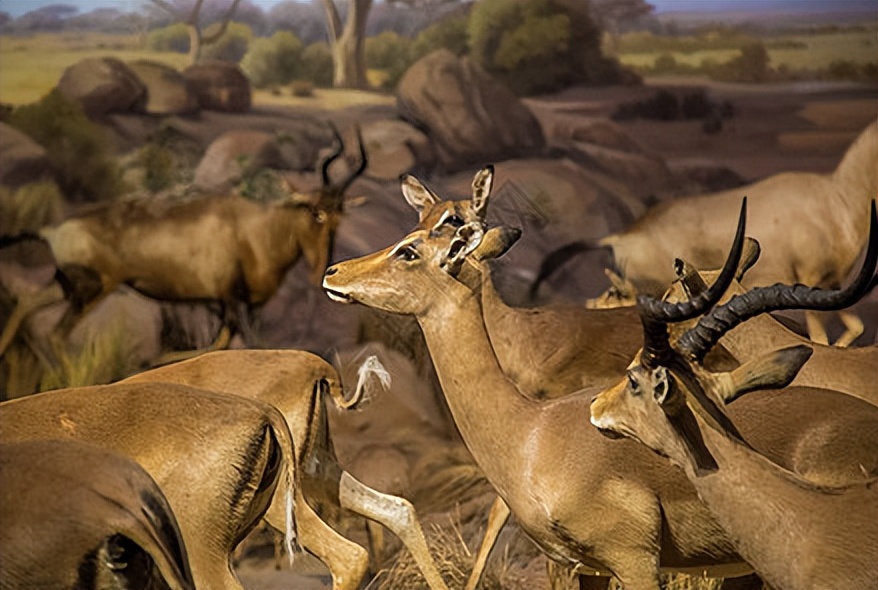 Wild animals that are disappearing in the world, how to solve the ...