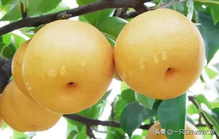 The ten most popular pears in China, crisp and juicy, sweet and sour ...