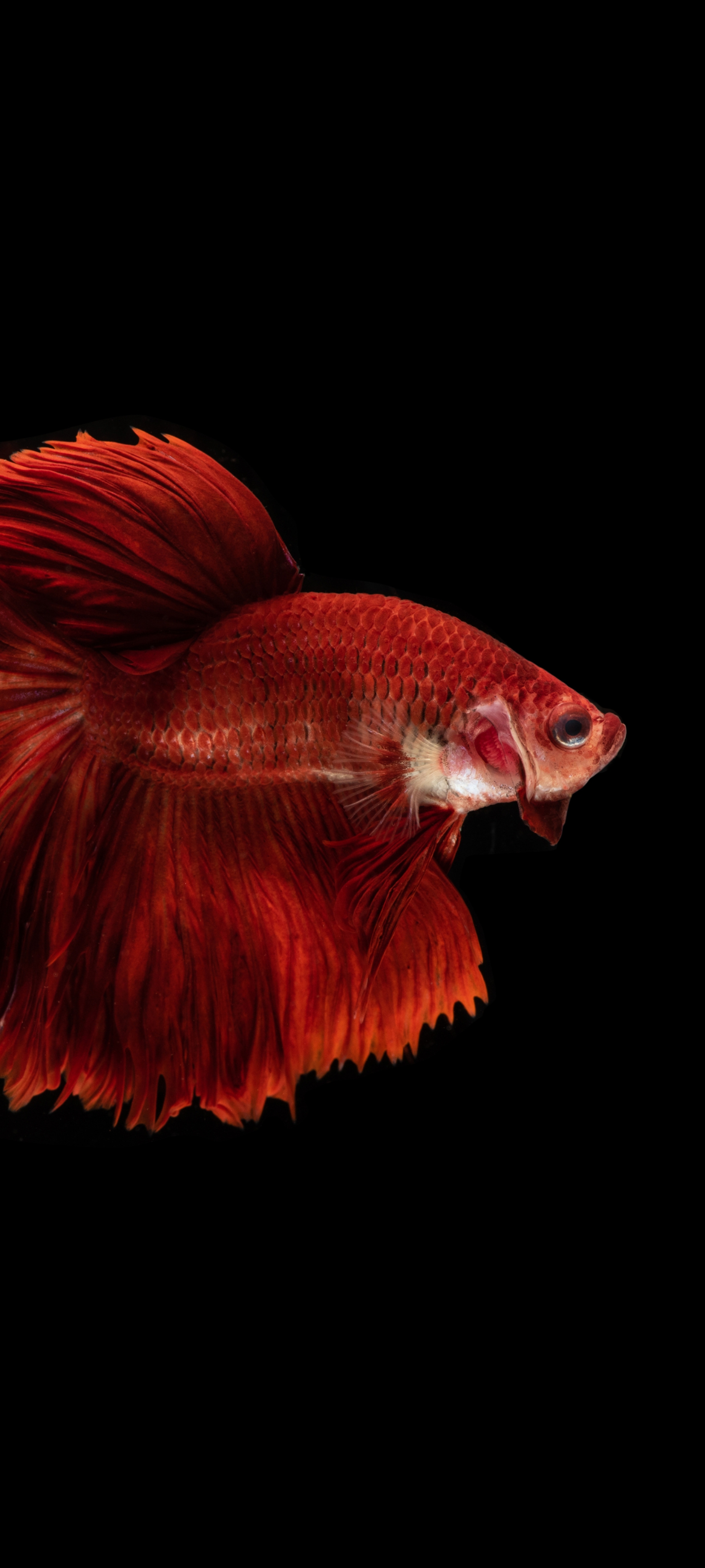Classic Wallpaper: Thai Betta Classic Series Wallpaper - iNEWS