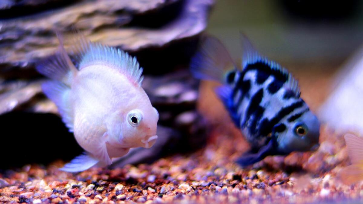 What does the abnormal behavior of ornamental fish indicate? - iNEWS