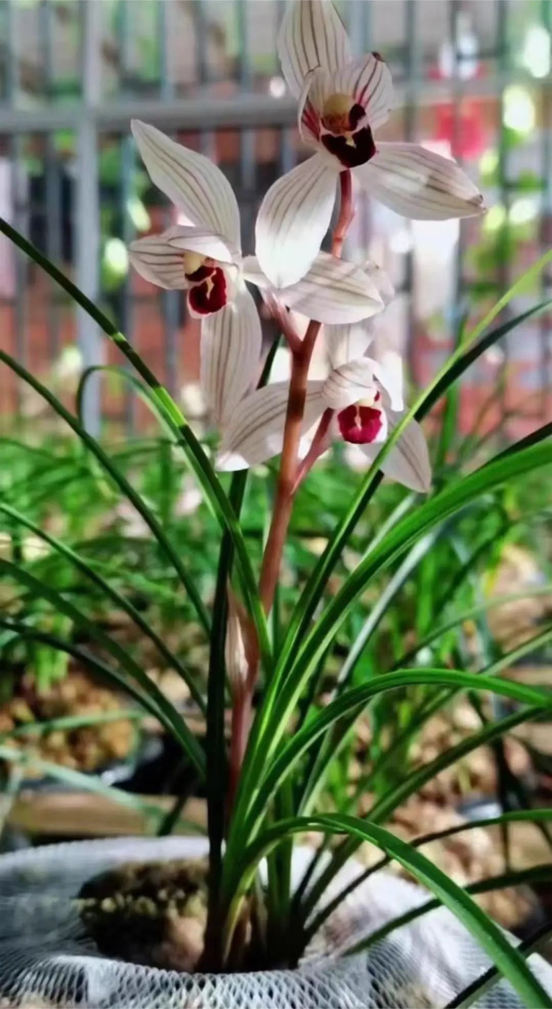 The first step of the orchid cultivation plan: select seedlings ...