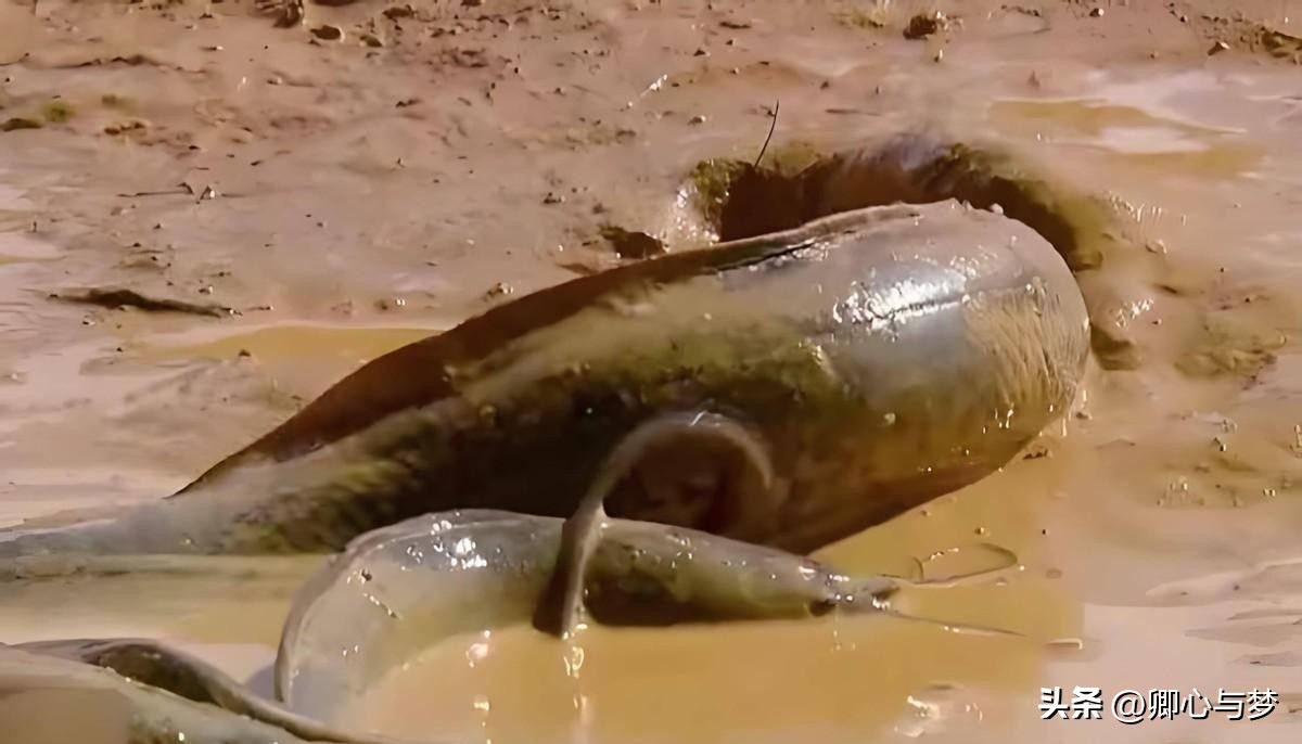 How terrifying is the vitality of crucian carp? It was dried into a ...