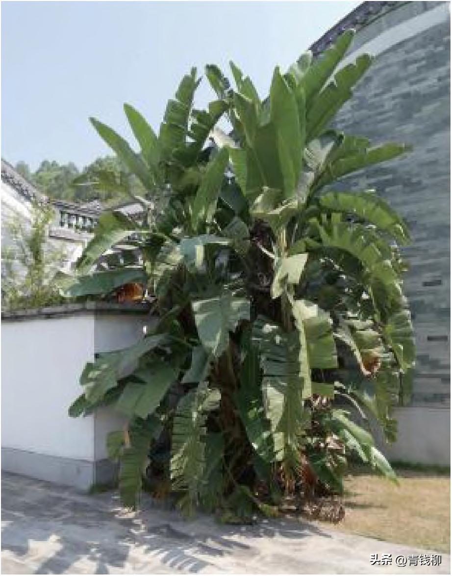 Elegant and beautiful strelitziaceae - iMedia