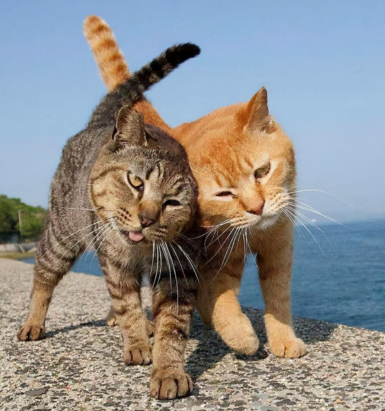 The 5 animals with the shortest mating time in the world, 0.3 seconds ...