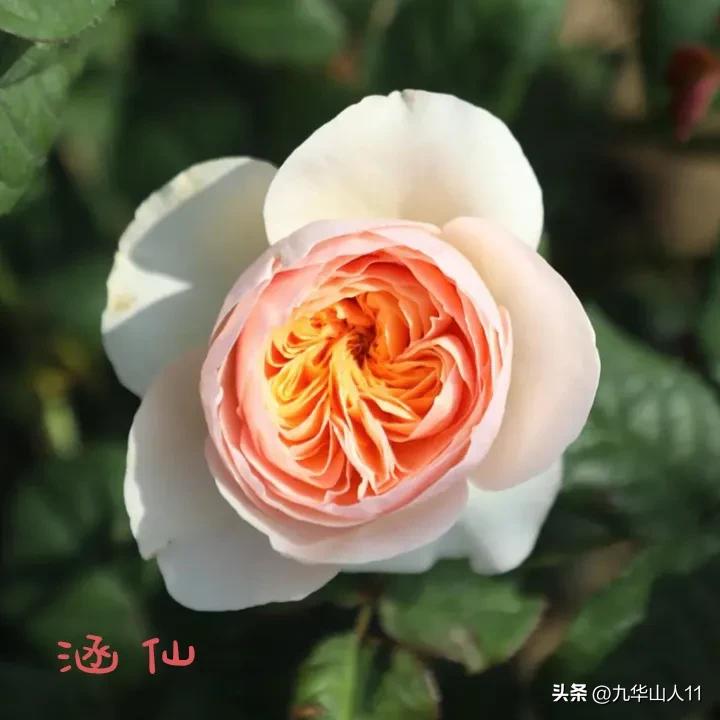 Sirius rose will release several new roses this year - iMedia