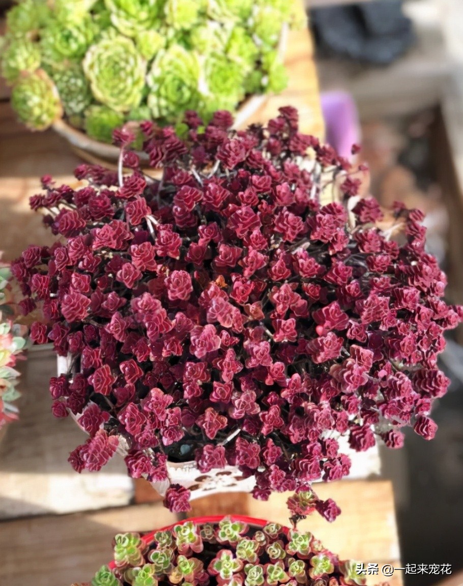 The popular small ball rose, teach you a few tips to quickly grow a ...