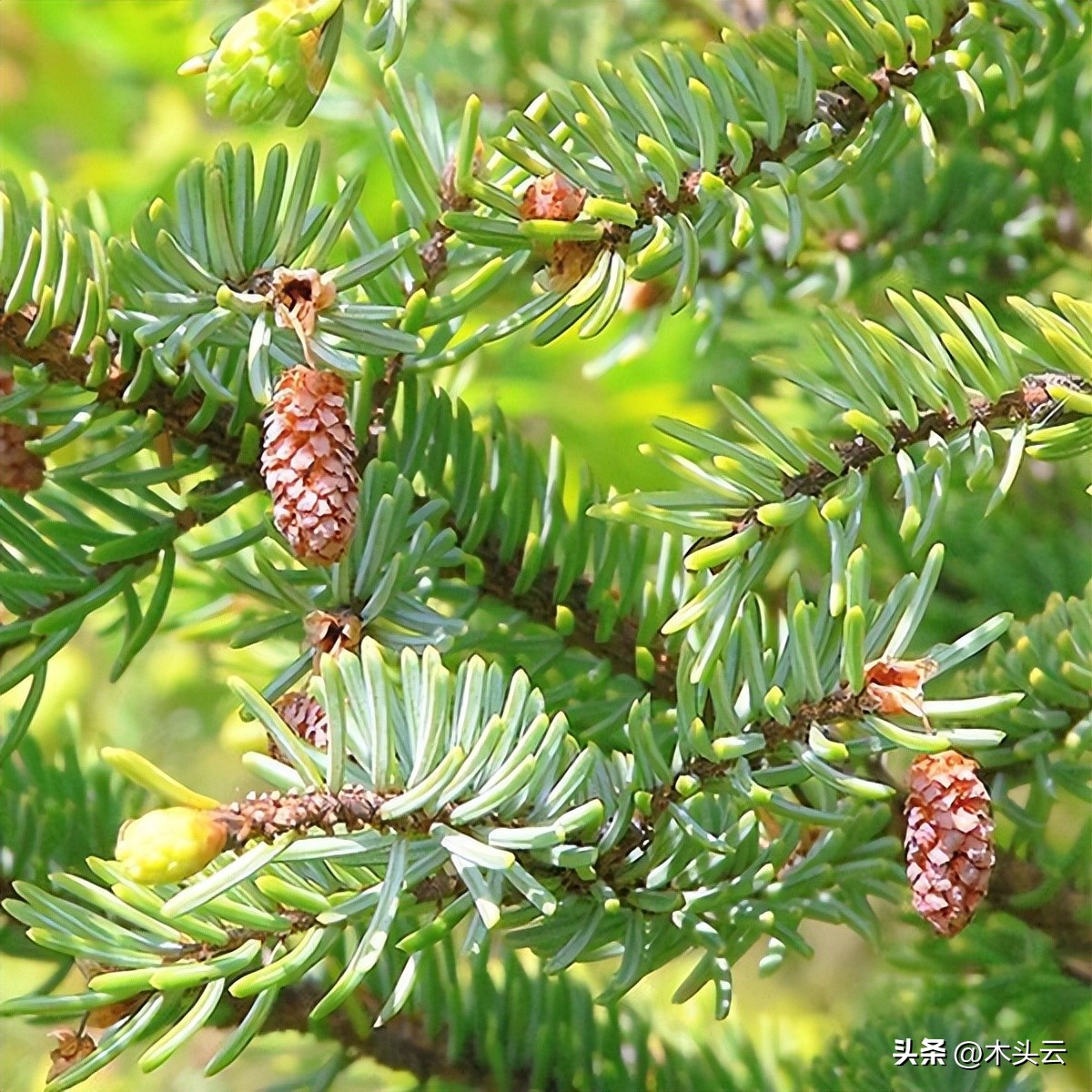 2 million European spruce seedlings successfully grown in greenhouse ...