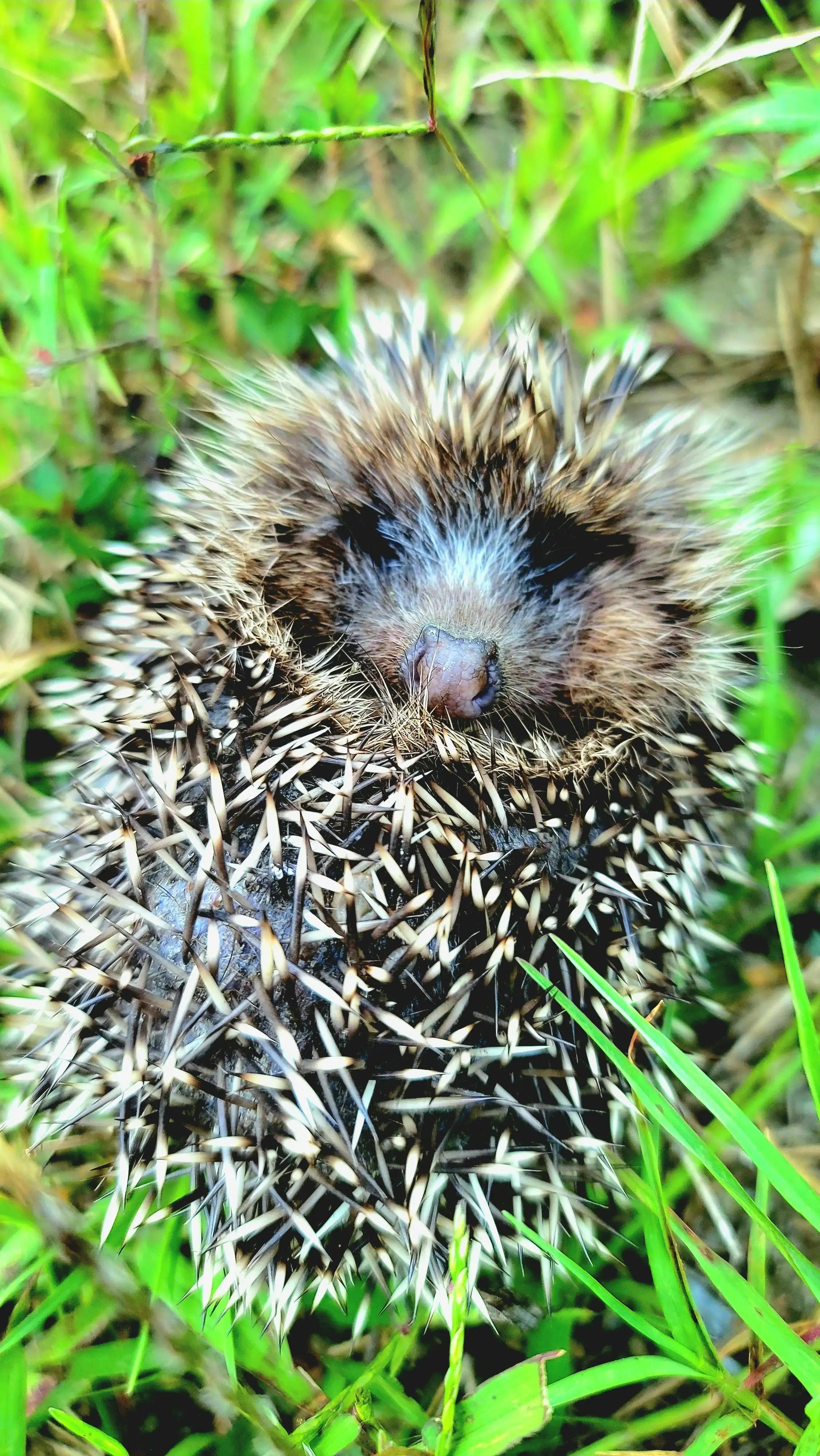 Hedgehog in the wild - iNEWS