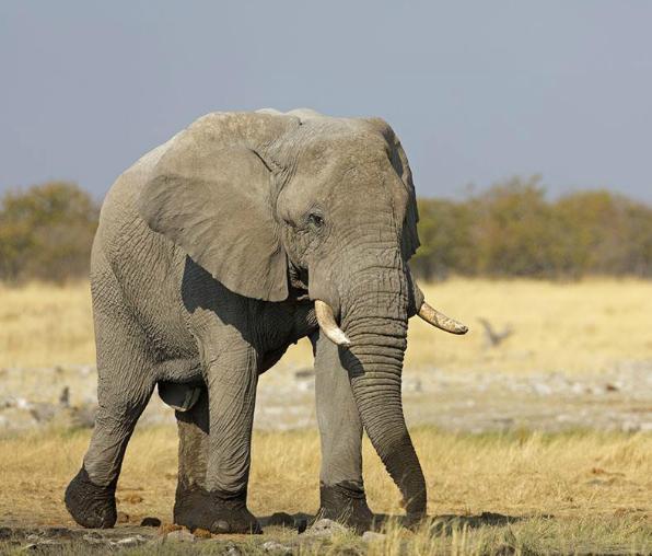 The smelliest animals in the world - iNEWS