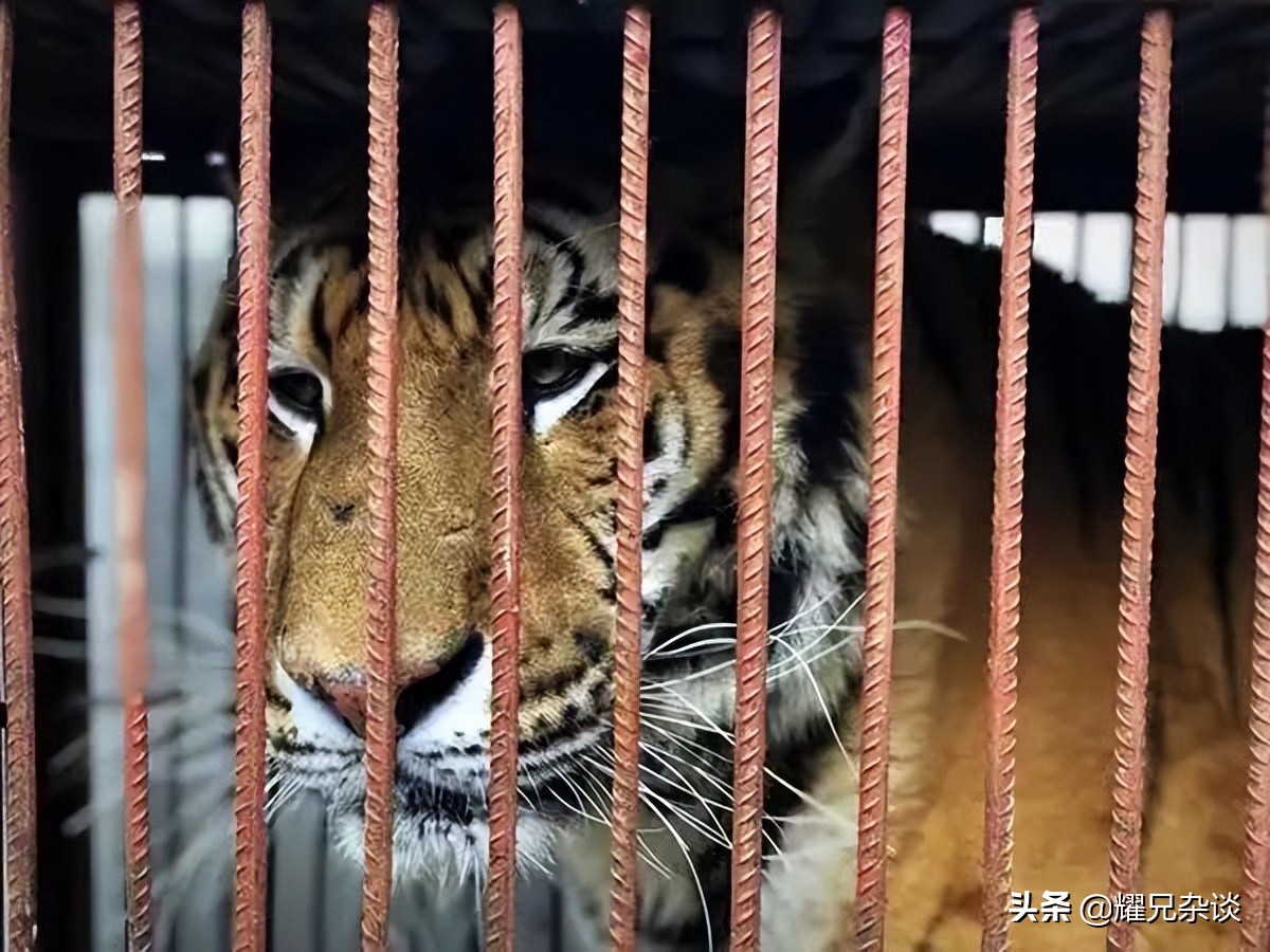 Why do animals prefer to face the cruelty of nature rather than stay in ...