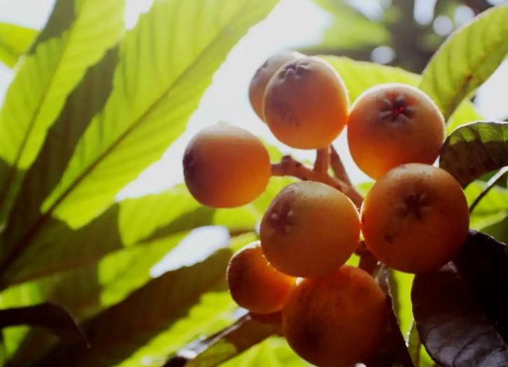 The Queen Mother's flat peaches in the sky, the loquats in the three ...