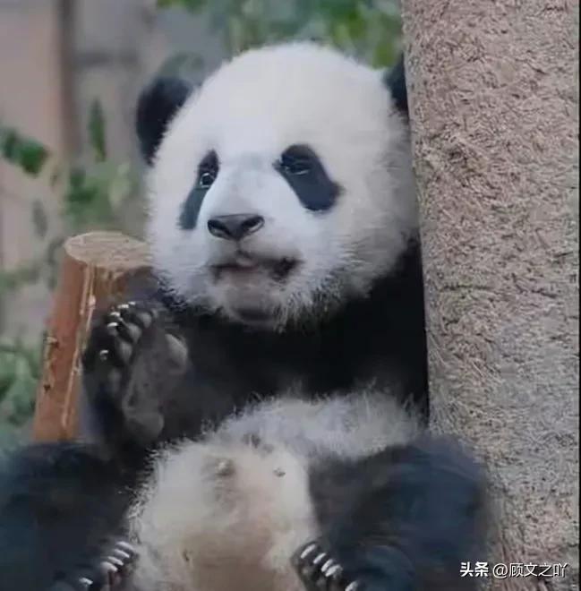 Are you still lying down? The miracle path of the disabled panda "Fu ...