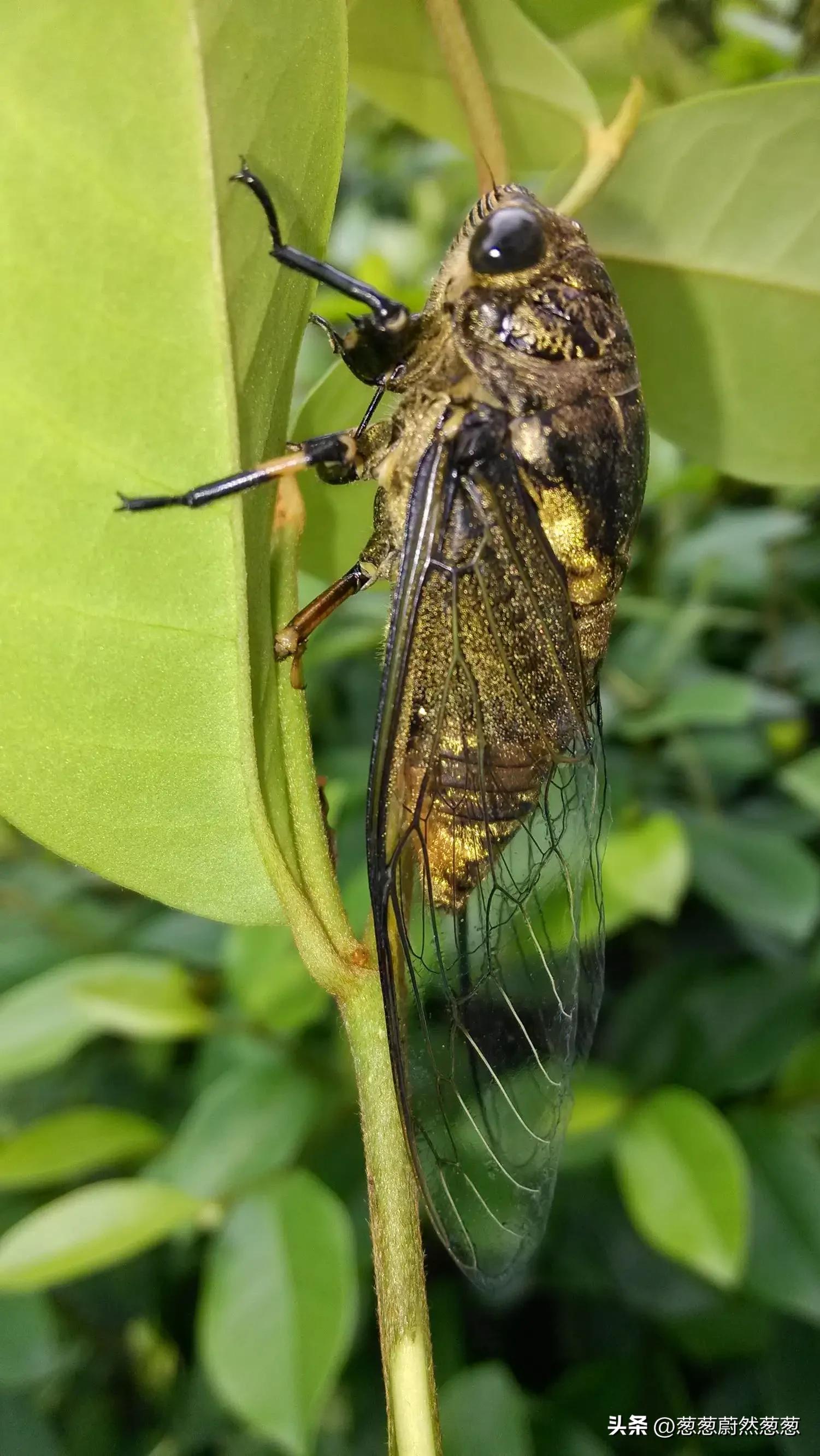 Beginning of Autumn Talking About Cicadas - iMedia