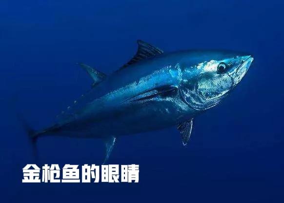 Why do tuna swim from birth to death so they never stop? - iNEWS