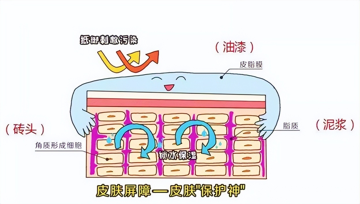 Earthworm polypeptide soothing oil reshapes the sebum film and quickly ...