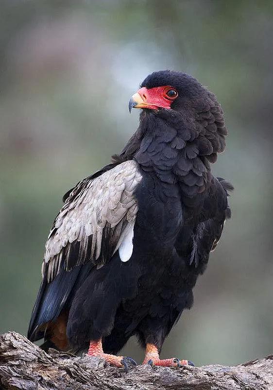 Natural Beauty: Short-tailed Vultures - iMedia