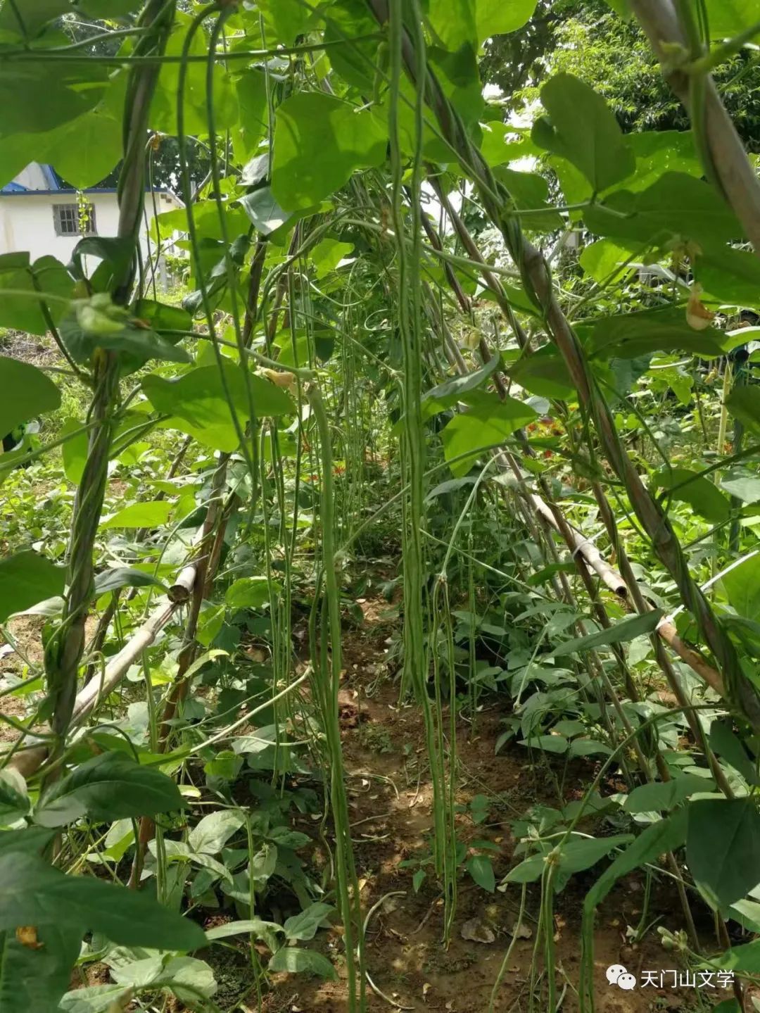 Li Jie's Column Series Five: "Small Notes on Growing Vegetables" - iMedia