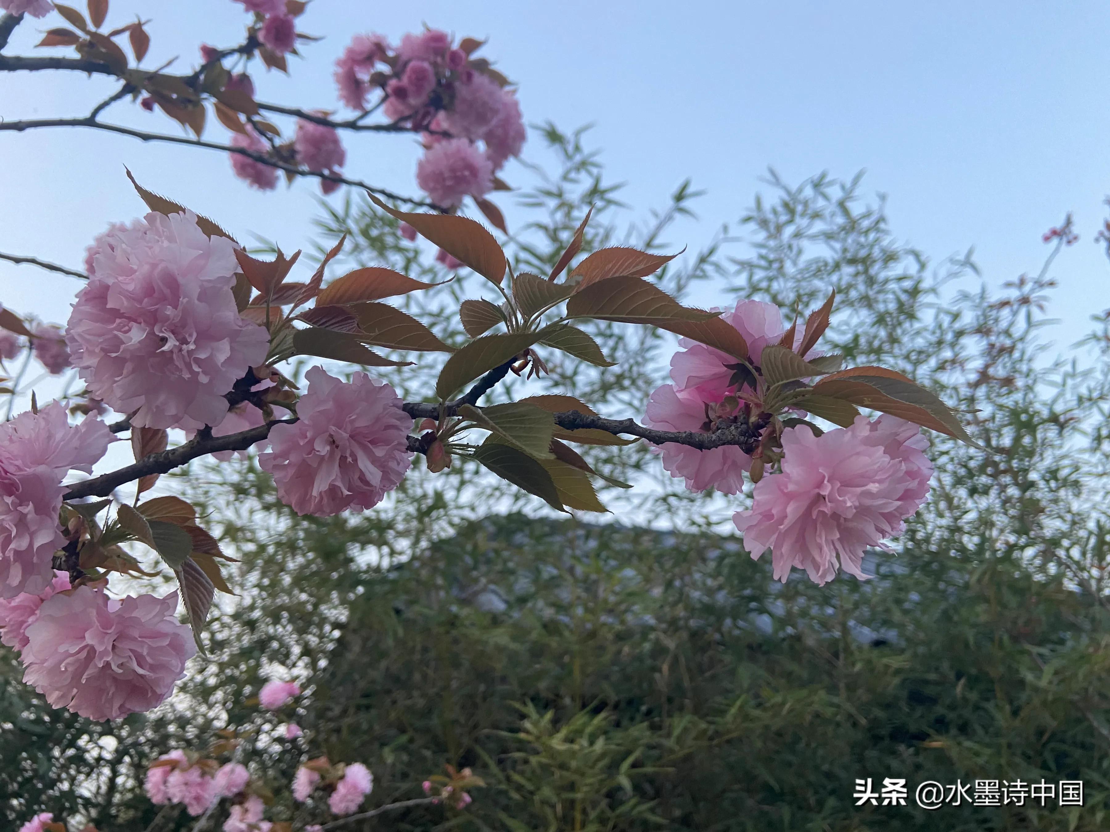 Regarding the legends about the origin of Qingming Festival, is "Zitui ...
