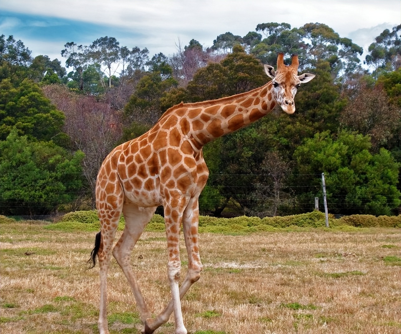 Do you know the three tallest animals in the world, which one do you ...