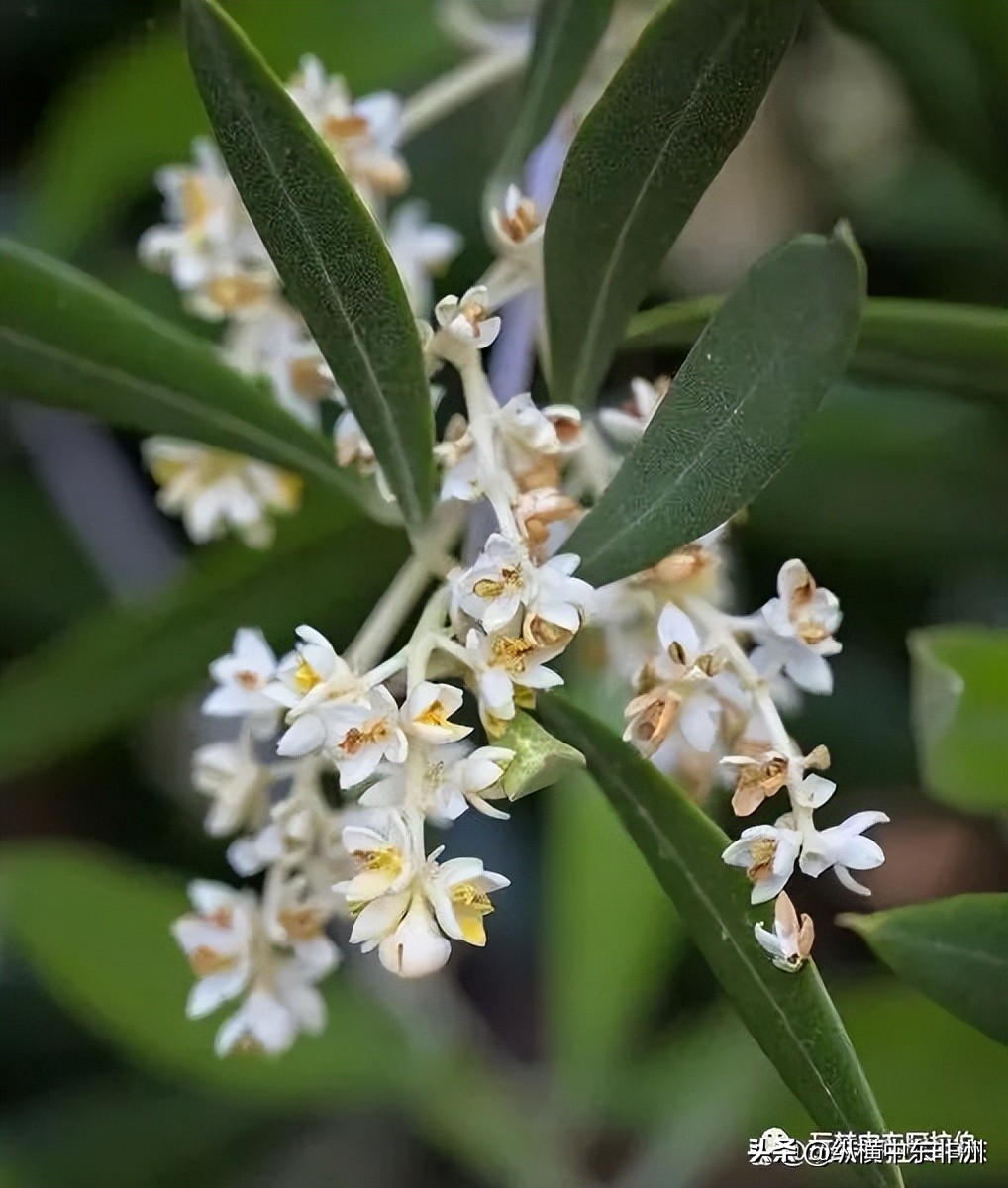 Favorite Arabic Pickles: Olives - iNEWS