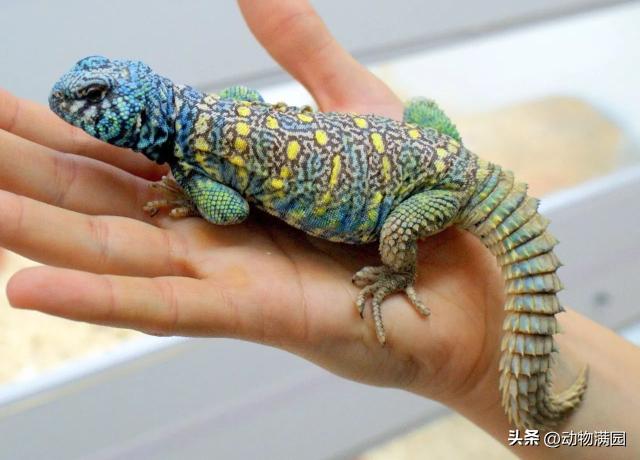 Species Encyclopedia: Gorgeous King Lizard - iNEWS