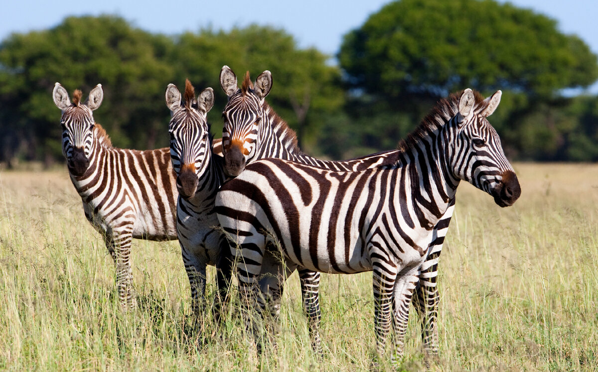 Why don't people ride zebras like horses? - iNEWS