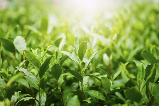 Green tea processing process - iNEWS