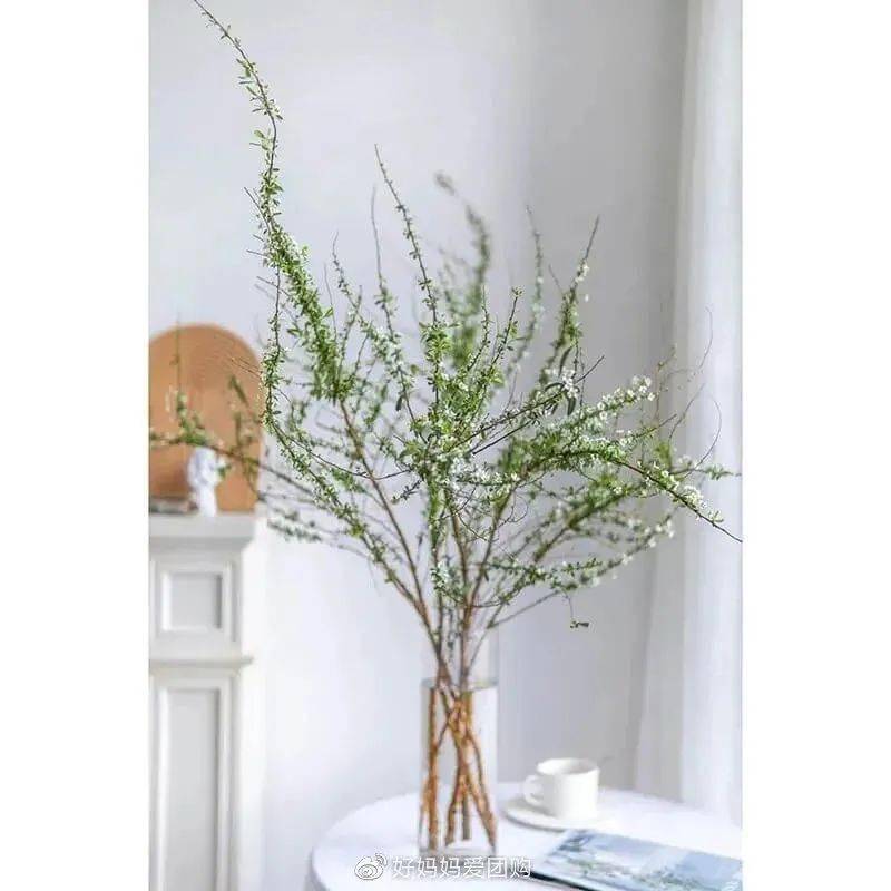 The dry branches of the snow willow are a must for the New Year when ...
