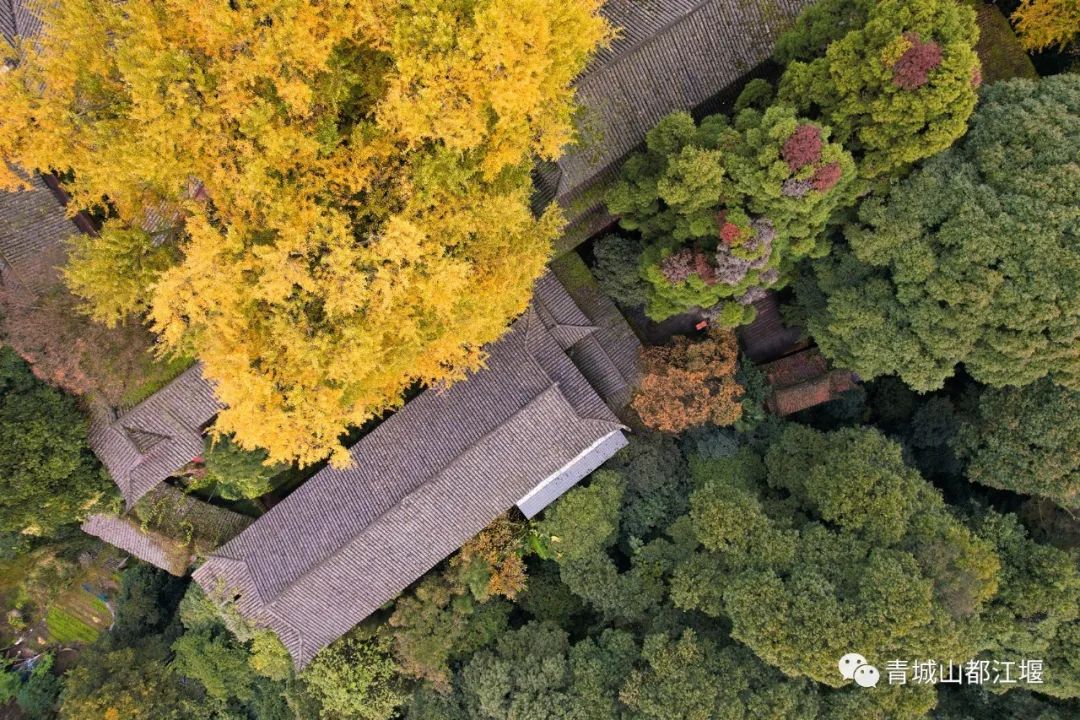 The latest Ginkgo map in 2022 is released!Dujiangyan's "7 Most ...