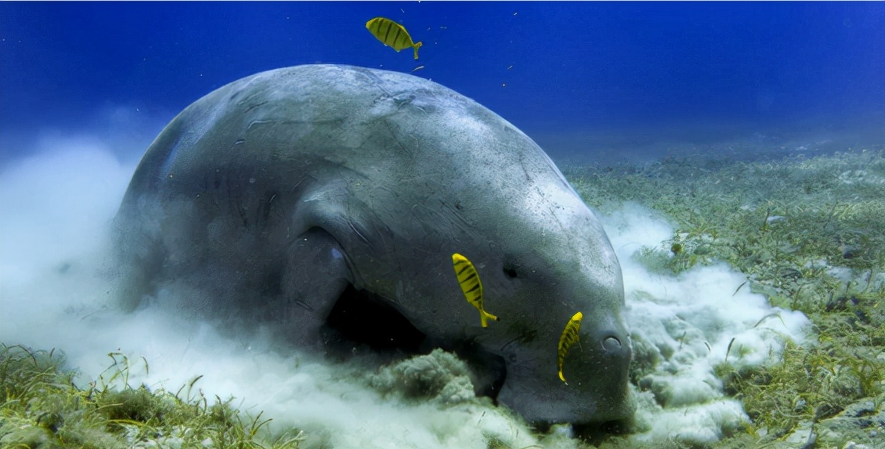 Ranked No. 1 ugly in the world, the whole body is limp like "walking ...