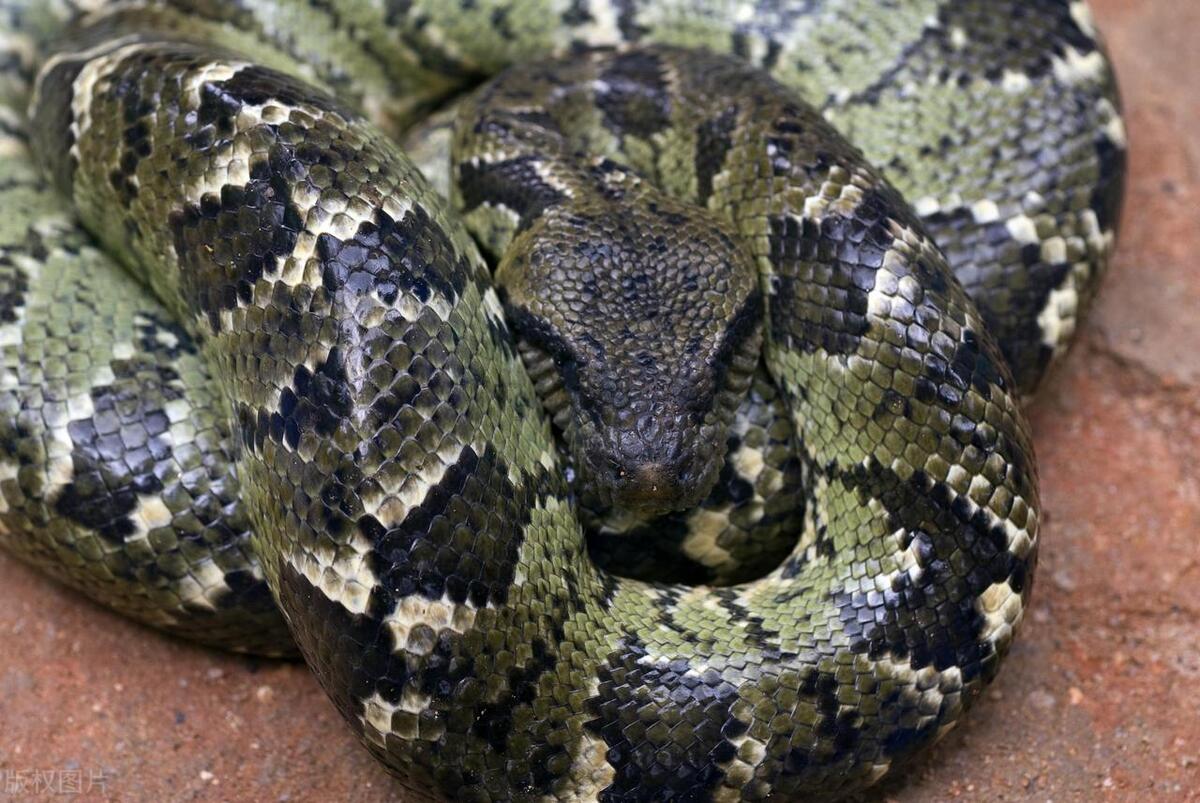 How to distinguish venomous snakes from non-venomous snakes? Just ...