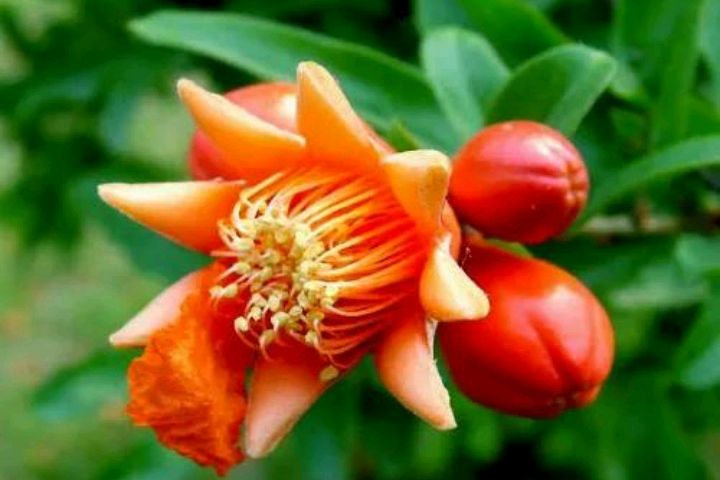 Three pomegranate flower poems, there are mountain pomegranates, and ...