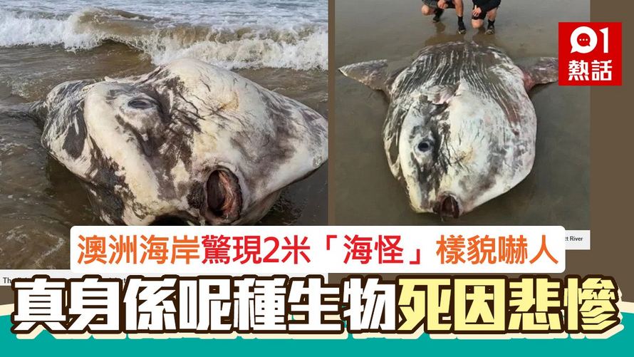 A "sea monster" was spotted on an Australian beach! The appearance is ...