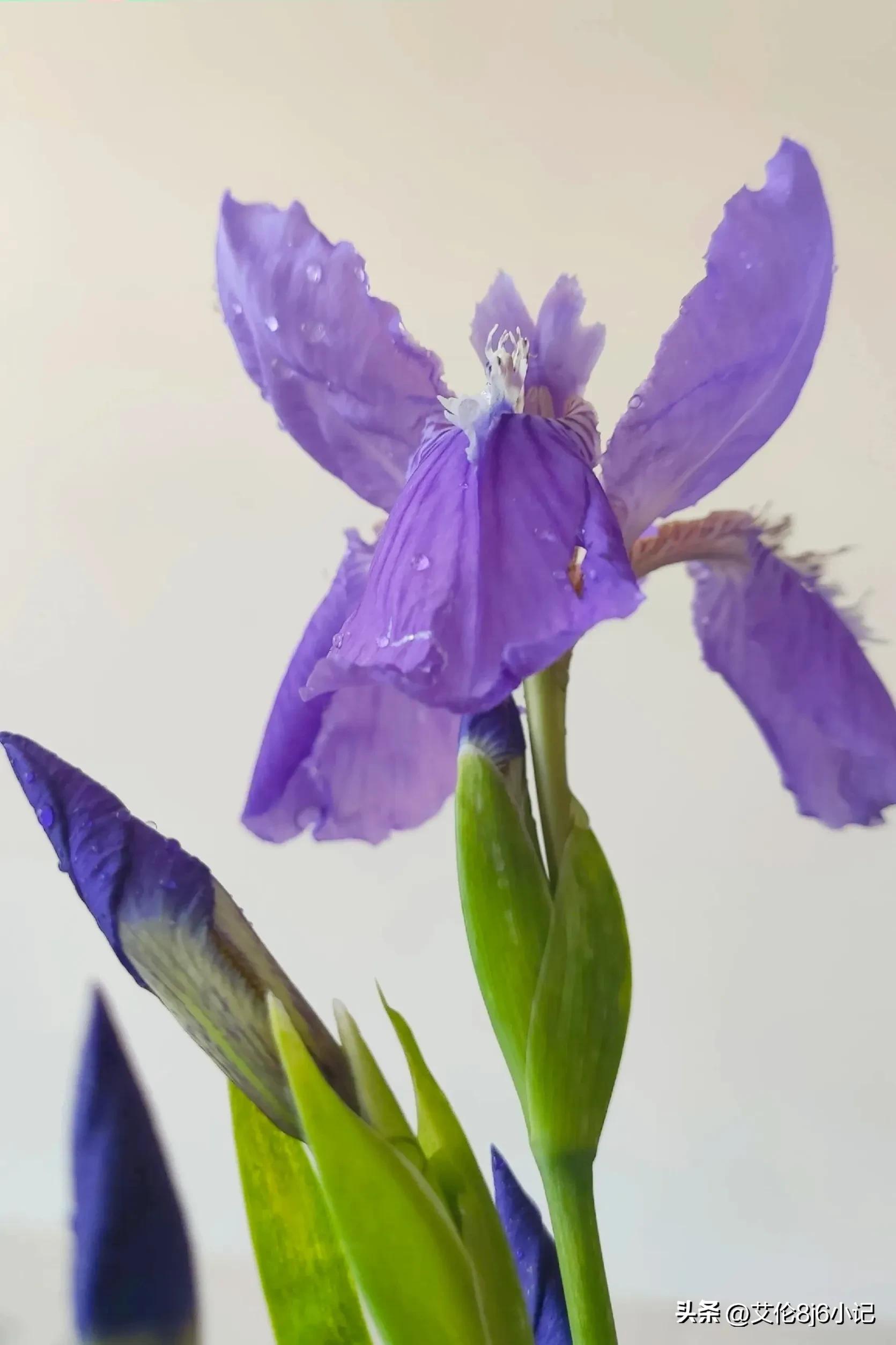 Appreciate a beautiful flower, tall and straight flower stems ...