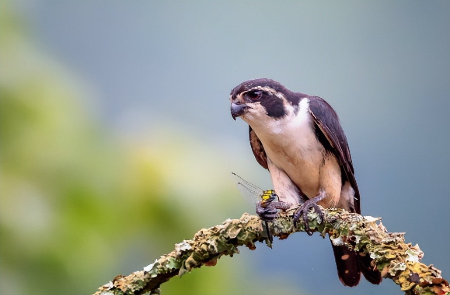 Something strange appeared in the nest box, and the young falcons were ...