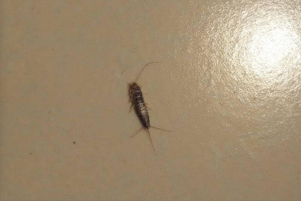What harm do silverfish worms do to humans? What to do if silverfish ...
