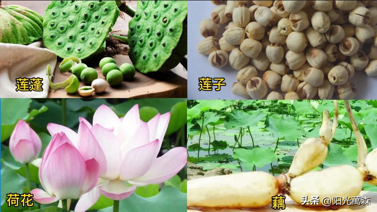 Answer: Identification of lotus (lotus), water lily, and royal lotus ...
