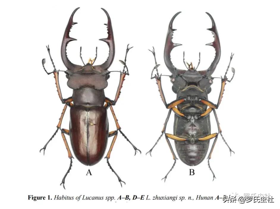 A quick list of deep mountain shovel species around the world, worth ...