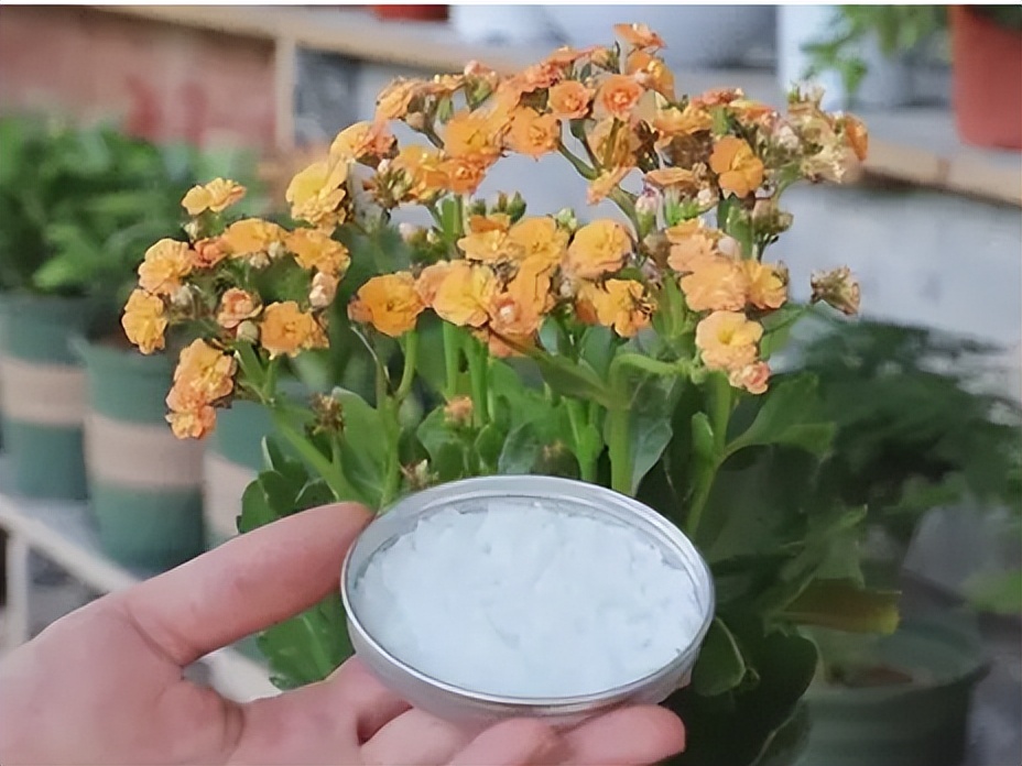 It's time to bud the longevity flower again, do these 3 points, let the ...