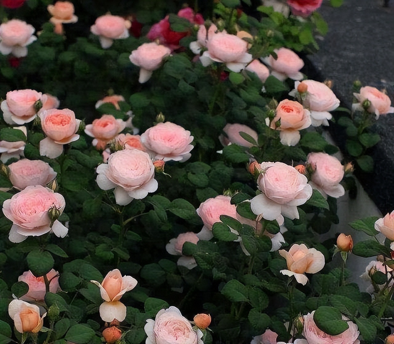 Flower Symbolism in the Ostrogothic Kingdom: The Embodiment of ...