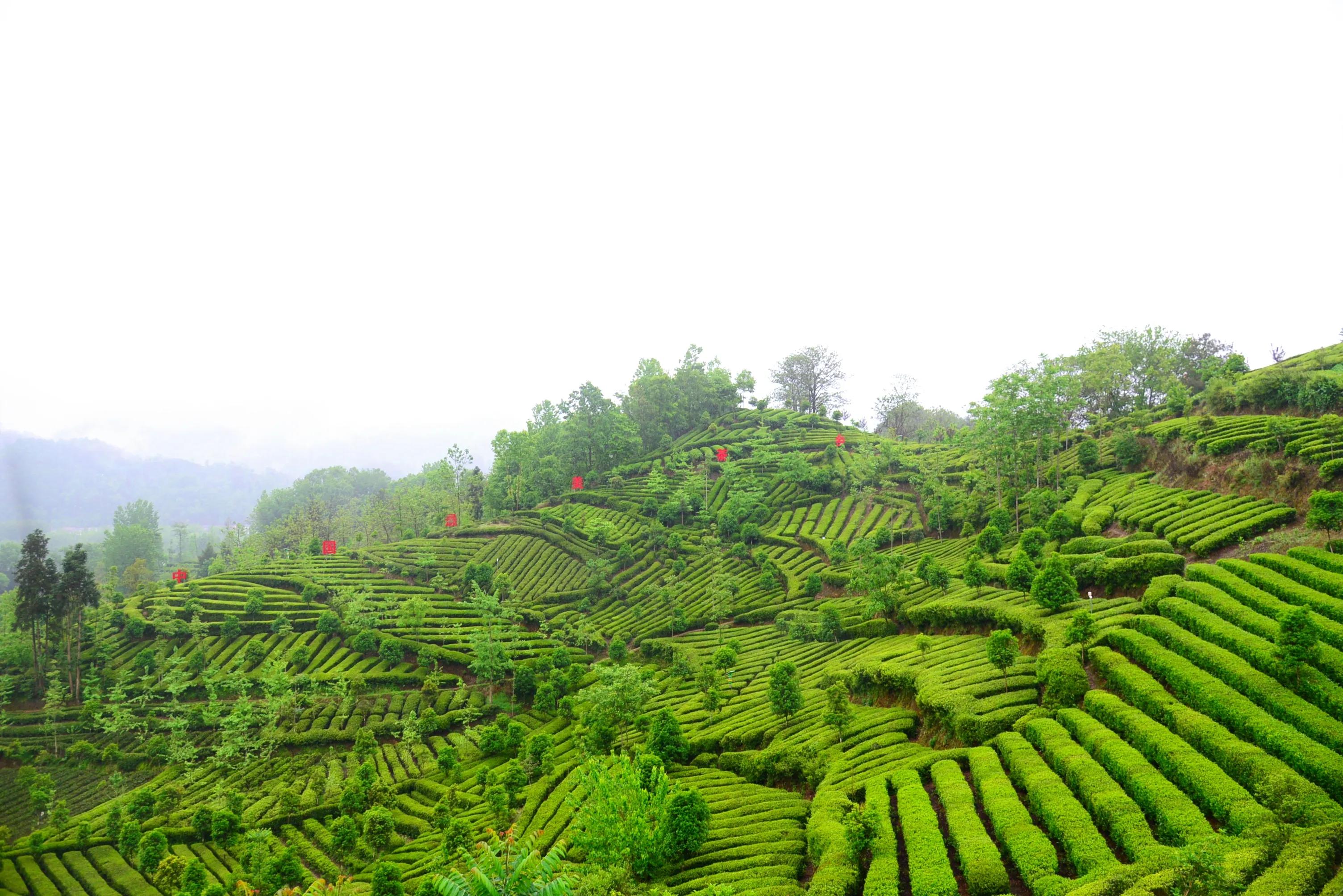 Hanzhong Xixiang tea garden is fragrant and beautiful - iNEWS