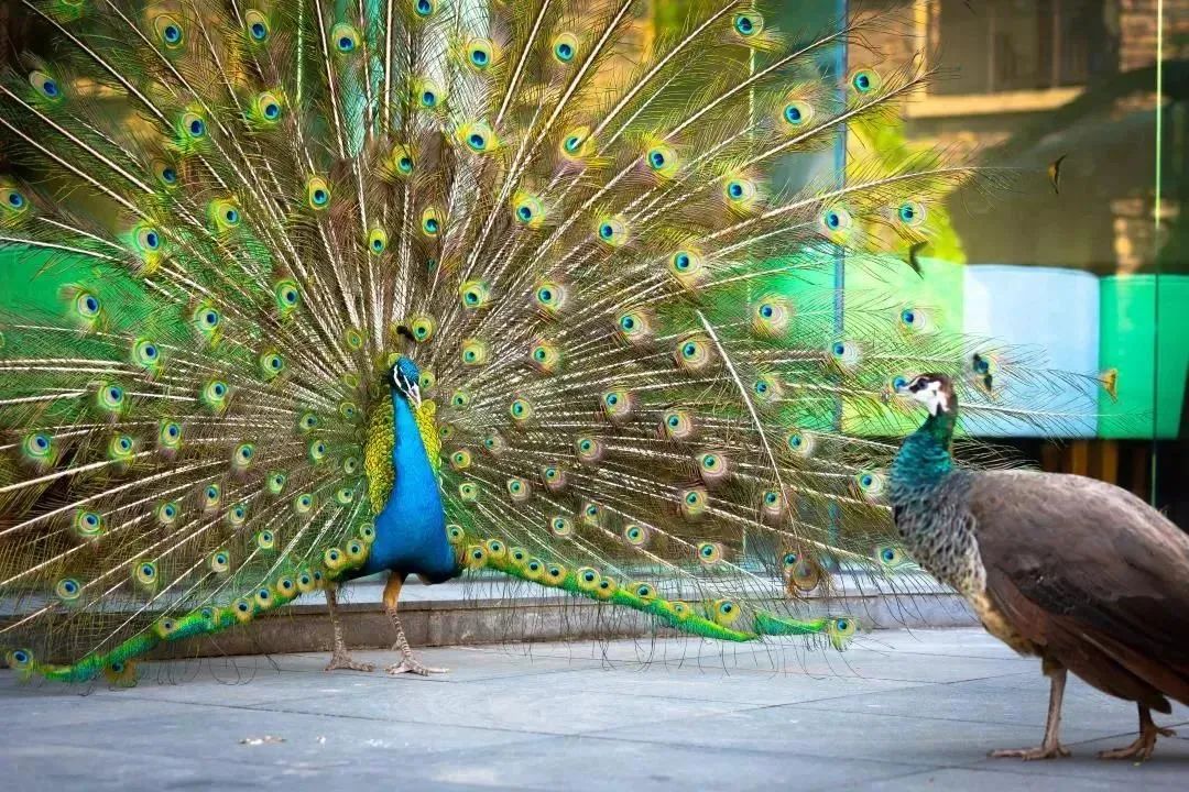 Family hotel must stay!Staying in Anji Bamboo Forest with Peacocks ...