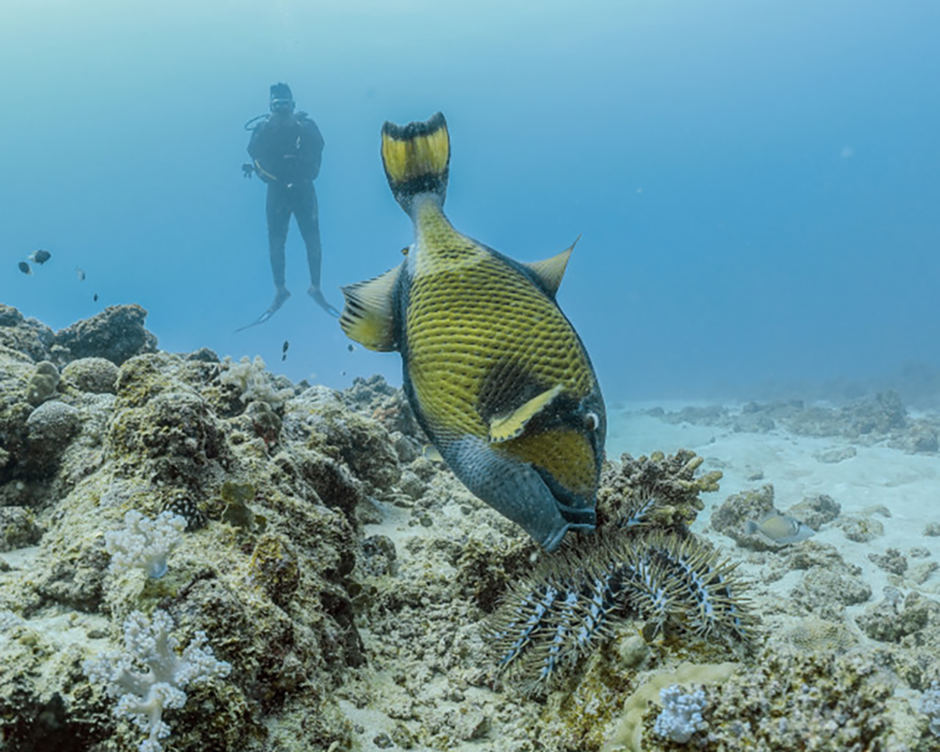 There is a new suspect in the incident of unidentified fish hurting ...