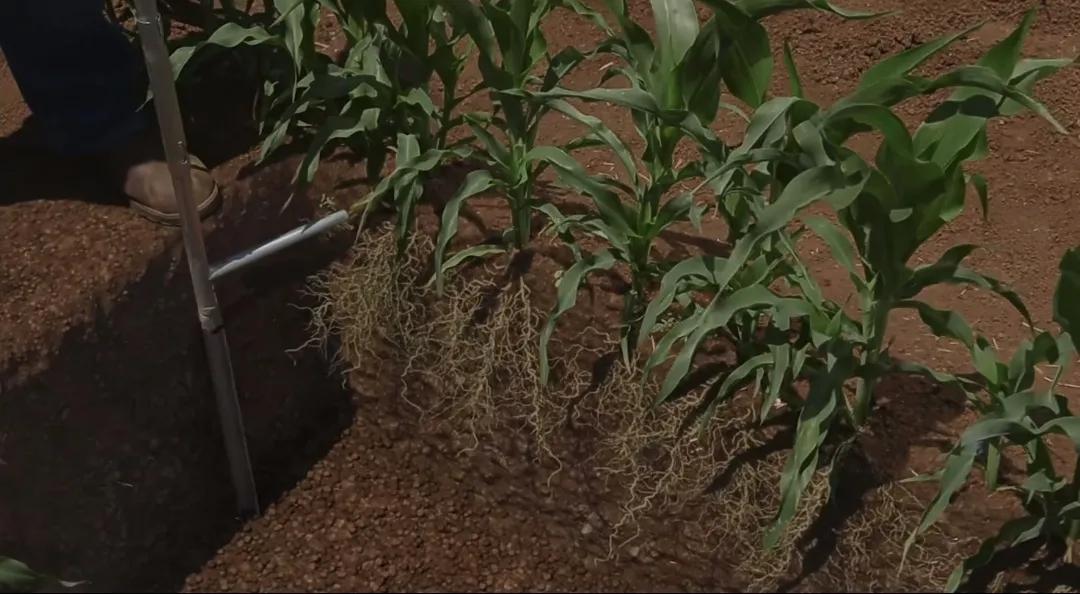 Crop irrigation amount and irrigation timing - iNEWS